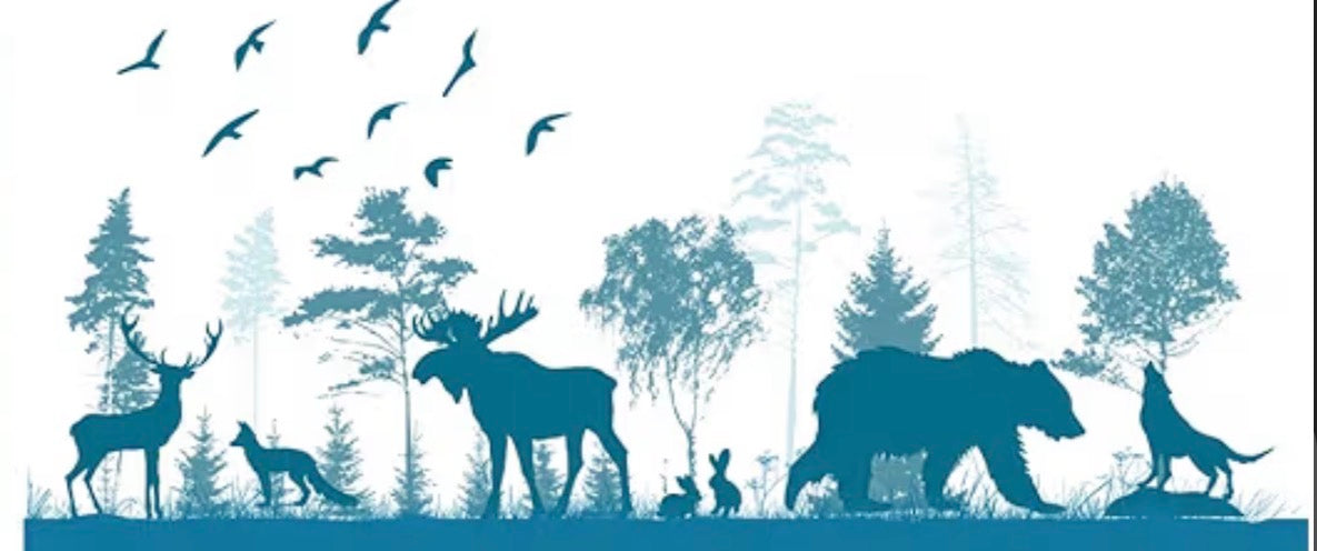 Moose wrap – The Officially Tabatha Tribe